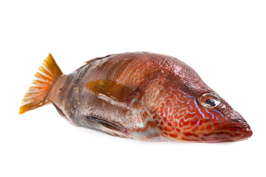 Labrus Images – Browse 3 Stock Photos, Vectors, and Video | Adobe Stock