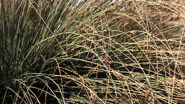 Straw-Colored Images – Browse 769 Stock Photos, Vectors, and Video ...