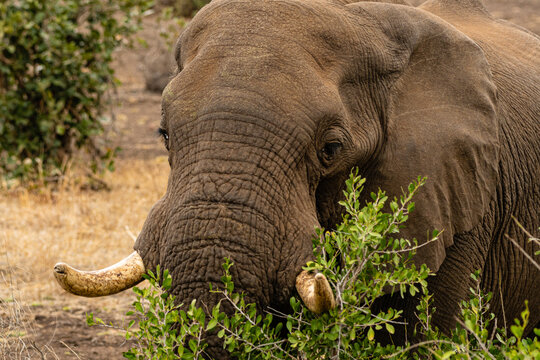 Pachiderma Bilder – Durchsuchen 805 Archivfotos, Vektorgrafiken und ...