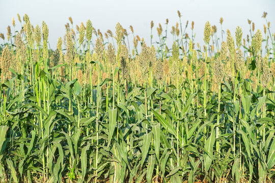 "Millet Field" Images – Browse 196 Stock Photos, Vectors, and Video ...