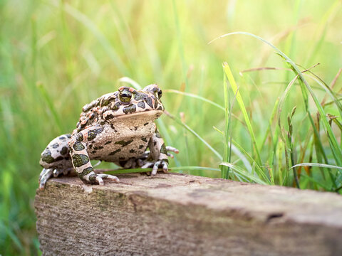 รูปภาพSalientia – เลือกดูภาพถ่ายสต็อก เวกเตอร์ และวิดีโอ5,348 | Adobe Stock