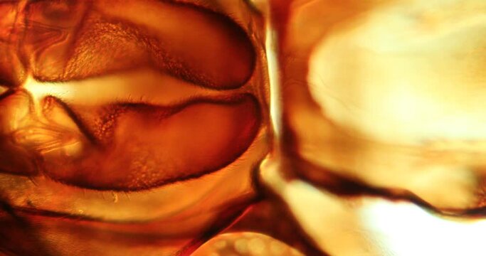 Mouthparts bilder – Bläddra bland 1,374 stockfoton, vektorer och videor ...