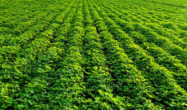 Peanut Crops