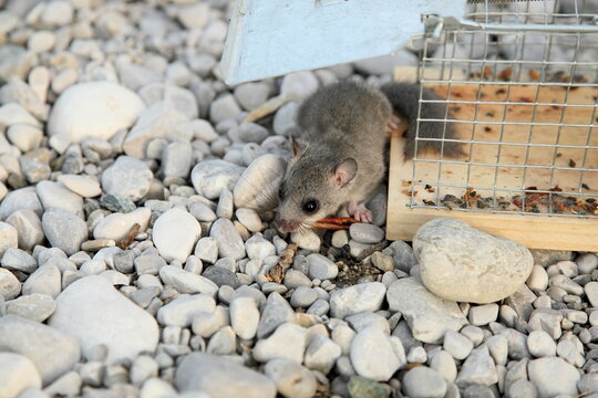 Bilch Images – Browse 50 Stock Photos, Vectors, and Video | Adobe Stock