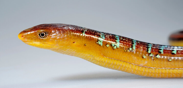 Harti Bilder – Durchsuchen 75 Archivfotos, Vektorgrafiken und Videos ...