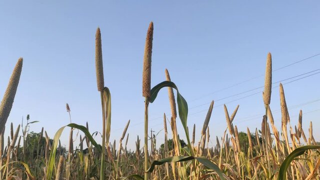 "Millet Field" Images – Browse 191 Stock Photos, Vectors, and Video ...