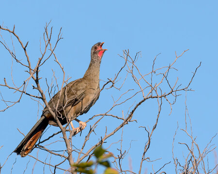 Charata Images – Browse 18 Stock Photos, Vectors, and Video | Adobe Stock