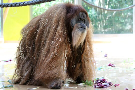 รูปภาพMenschenaffe – เลือกดูภาพถ่ายสต็อก เวกเตอร์ และวิดีโอ2,275 ...