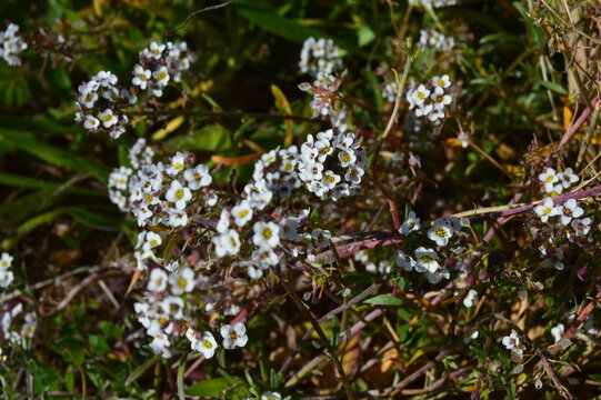 รูปภาพBrezo – เลือกดูภาพถ่ายสต็อก เวกเตอร์ และวิดีโอ1,344 | Adobe Stock