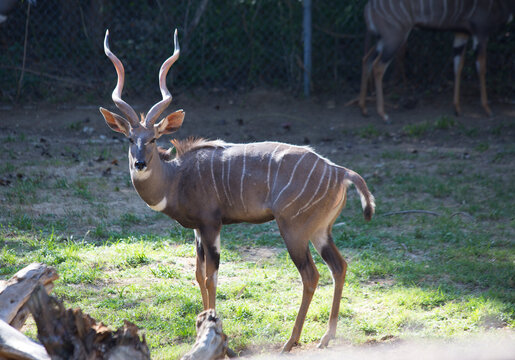 Bongo Antelope Images – Browse 899 Stock Photos, Vectors, and Video ...