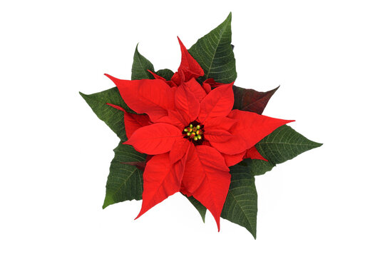 Julblommor bilder – Bläddra bland 153,689 stockfoton, vektorer och ...