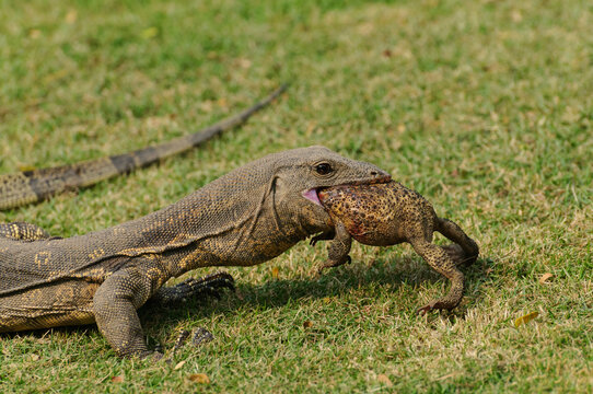 "Indian Lizard" Images – Browse 29 Stock Photos, Vectors, and Video ...