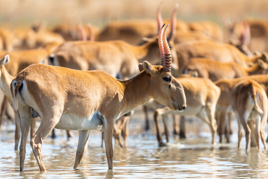 Saiga 이미지 – 찾아보기 2,038 스톡 사진, 벡터 및 비디오 | Adobe Stock