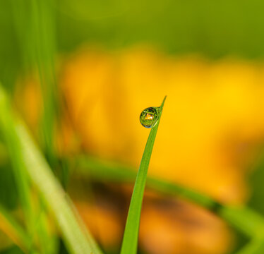 Dew-Drop bilder – Bläddra bland 2,742 stockfoton, vektorer och videor ...