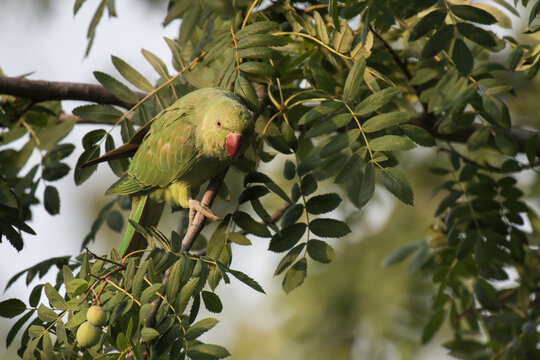Alexandersittich Bilder – Durchsuchen 1,114 Archivfotos, Vektorgrafiken ...