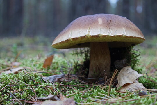 Prawdziwek Bilder – Durchsuchen 779 Archivfotos, Vektorgrafiken und ...