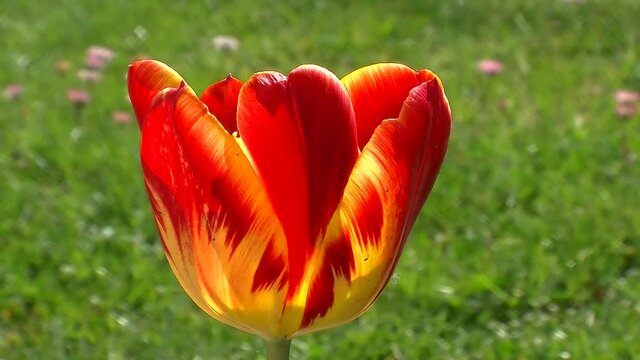 Imágenes de Hellrot: descubre bancos de fotos, ilustraciones, vectores ...