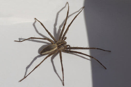 Pisauridae Imagens – Procure 1,108 fotos, vetores e vídeos | Adobe Stock