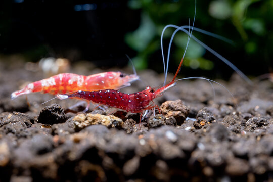 Forelegs Images – Browse 3,861 Stock Photos, Vectors, and Video | Adobe ...