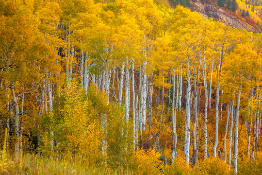 "Autumn Background" bilder – Bläddra bland 67,140 stockfoton, vektorer ...