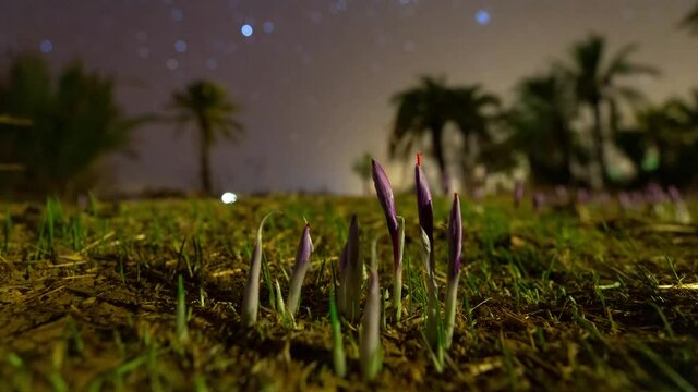 "Date Trees" Images – Browse 305 Stock Photos, Vectors, and Video ...