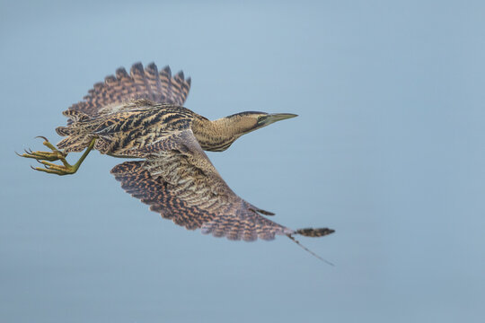 Bittern Images – Browse 61 Stock Photos, Vectors, and Video | Adobe Stock