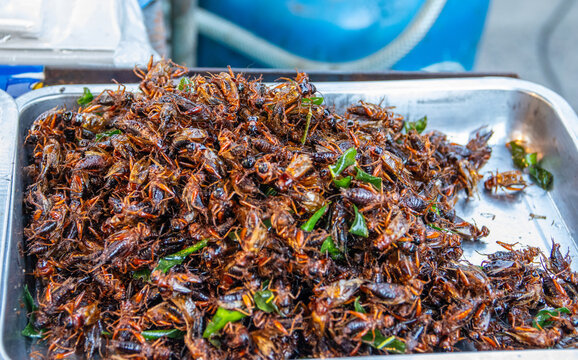 รูปภาพDeep-Fried – เลือกดูภาพถ่ายสต็อก เวกเตอร์ และวิดีโอ2,878,820 ...