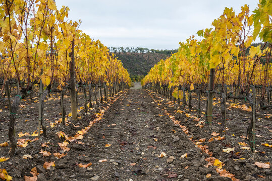 Grapevine Images – Browse 1,350,855 Stock Photos, Vectors, and Video ...