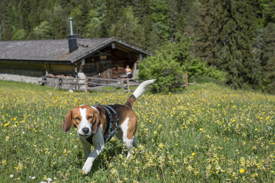 Imágenes de Begle: descubre bancos de fotos, ilustraciones, vectores y ...