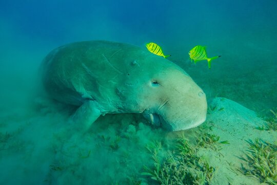 รูปภาพPollyfish – เลือกดูภาพถ่ายสต็อก เวกเตอร์ และวิดีโอ6,968 | Adobe Stock