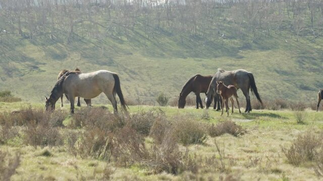 รูปภาพBrumby – เลือกดูภาพถ่ายสต็อก เวกเตอร์ และวิดีโอ861 | Adobe Stock