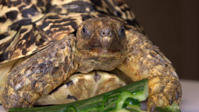 Cute Baby Turtle Eating