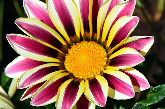 รูปภาพVivaz – เลือกดูภาพถ่ายสต็อก เวกเตอร์ และวิดีโอ107 | Adobe Stock