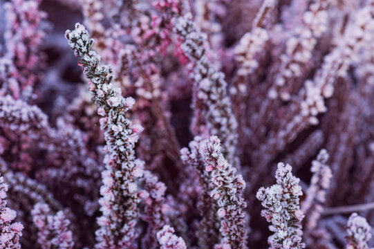 Obrazy (Wrzosy) — zdjęcia, wektory i wideo bez tantiem (743) | Adobe Stock