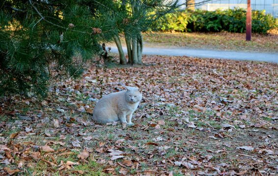 รูปภาพChairo – เลือกดูภาพถ่ายสต็อก เวกเตอร์ และวิดีโอ403 | Adobe Stock