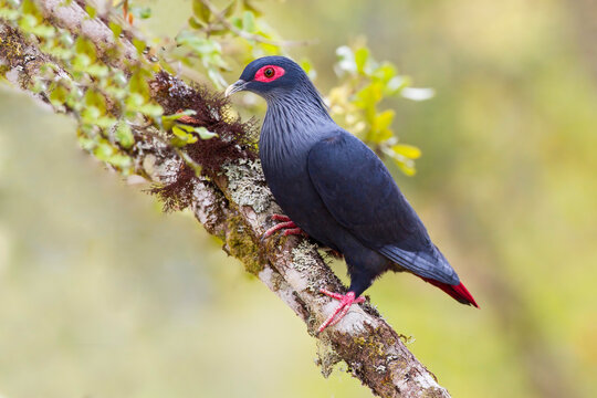 รูปภาพDuif – เลือกดูภาพถ่ายสต็อก เวกเตอร์ และวิดีโอ163 | Adobe Stock