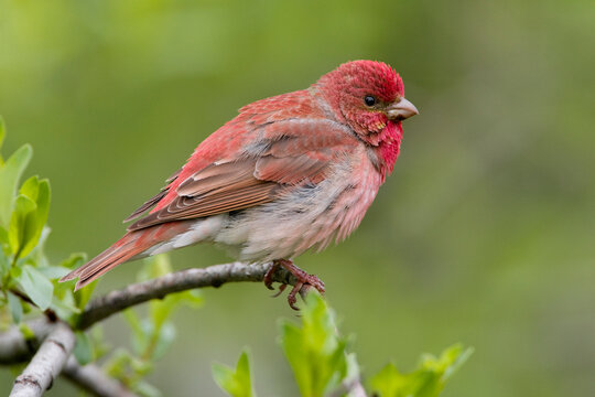 Rosefinch Bilder – Durchsuchen 1,049 Archivfotos, Vektorgrafiken und ...