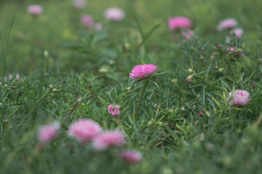 Moss-Rose Images – Browse 302 Stock Photos, Vectors, and Video | Adobe ...