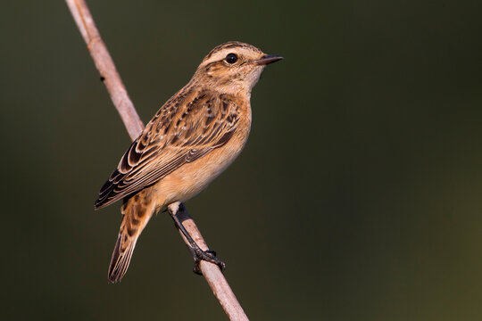 Winchat Imagens – Procure 115 fotos, vetores e vídeos | Adobe Stock