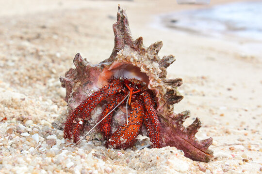 Paguro Immagini - Sfoglia 11,911 foto, vettoriali e video Stock | Adobe ...