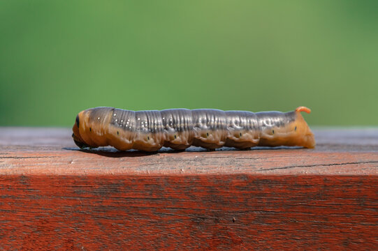 Pupate-Bilder: Stock-Fotos & -Videos. | Adobe Stock