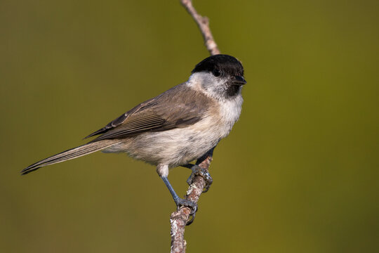 รูปภาพMatkop – เลือกดูภาพถ่ายสต็อก เวกเตอร์ และวิดีโอ62 | Adobe Stock