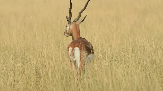 Antilope Video Footage – Browse 765 HD Stock Video and Footage | Adobe ...