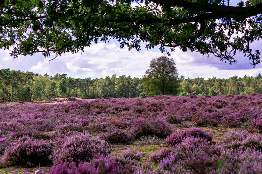 รูปภาพ"Heide – เลือกดูภาพถ่ายสต็อก เวกเตอร์ และวิดีโอ43,433 | Adobe Stock