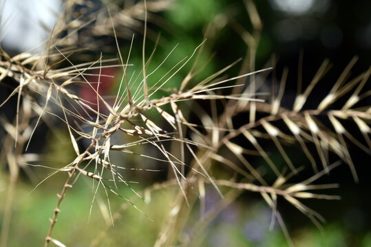 Steppengras 이미지 – 찾아보기 321 스톡 사진, 벡터 및 비디오 | Adobe Stock