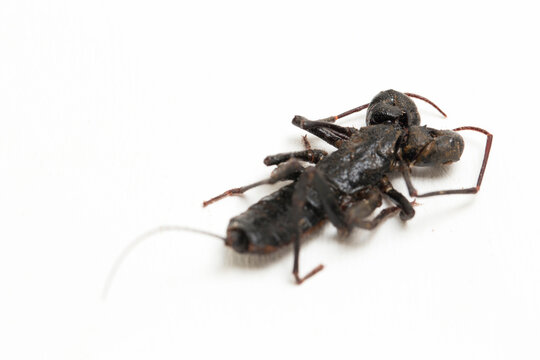 「Vinegarone」の写真素材 | 25件の無料イラスト画像 | Adobe Stock