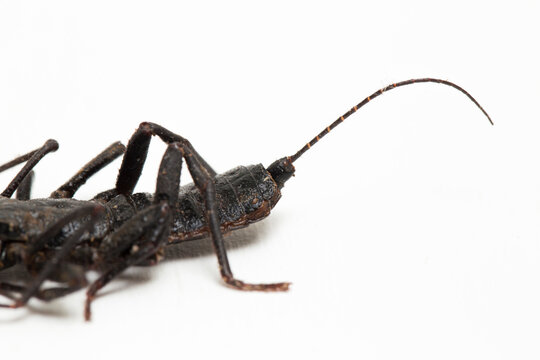 「Vinegarone」の写真素材 | 25件の無料イラスト画像 | Adobe Stock