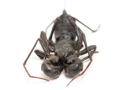 「Vinegarone」の写真素材 | 25件の無料イラスト画像 | Adobe Stock