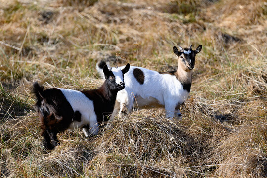 Capretti Images – Browse 48 Stock Photos, Vectors, and Video | Adobe Stock