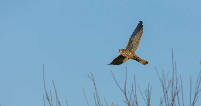 Falconinae-Bilder: Stock-Fotos & -Videos. | Adobe Stock